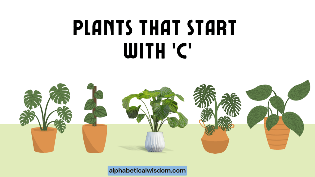 Plants That Start With C: A Grammatical Exploration